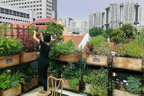 EDIBLE GARDEN - Sur le béton, le potager